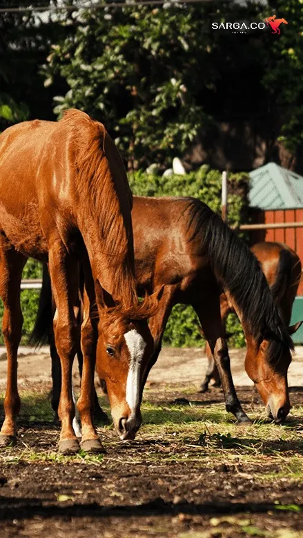 Asupan Sang Juara, Ini Rahasia Nutrisi Kuda Pacu
