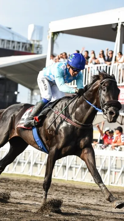 King of the Track! Deretan Kuda Pacu Jantan Terbaik