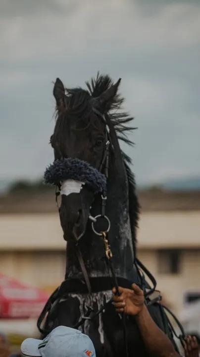 Kuda Pacu dengan Nama Nyentrik Ini Bikin Heboh Fans Uma Musume